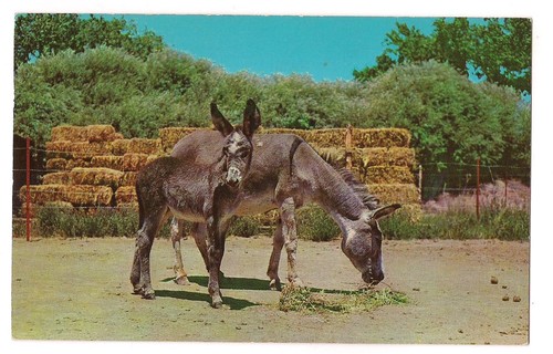 BURROS In The SOUTHWEST Pair With Hay Bales Mining and Desert Postcard ...