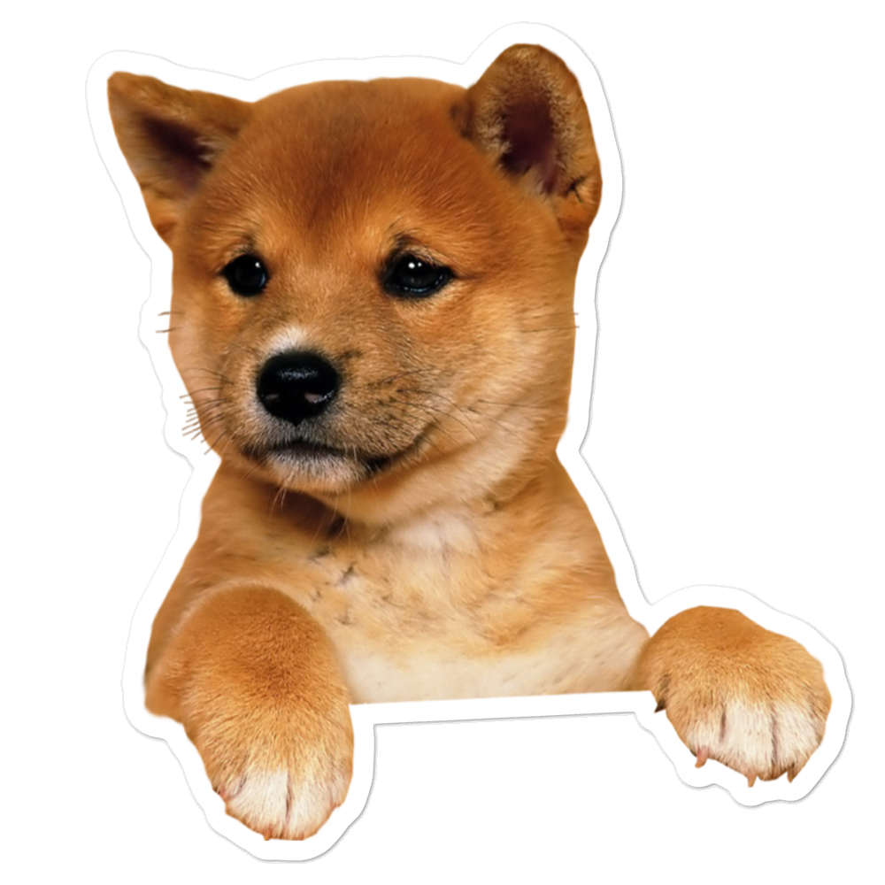 Curious Dog Shiba Inu Cute Doggo | eBay