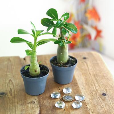 Rare Adenium Obesum Desert Rose Impala Lily Succulent House Plant in ...