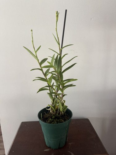 HALF PRICE SALE Epidendrum radicans ORANGE BARE ROOT Reed Stem Orchid ...