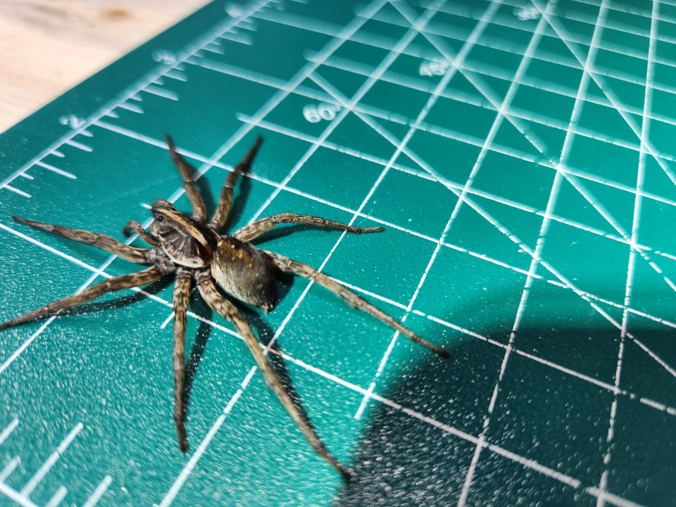 Large Florida Wolf Spider wet specimen oddities Taxidermy Mummified ...