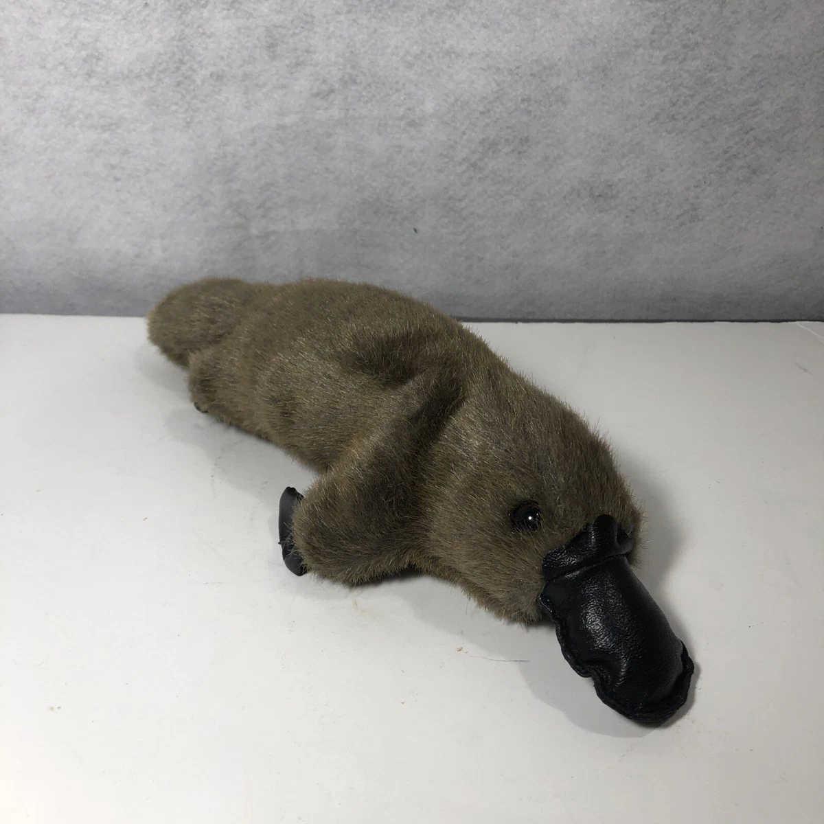 Egg Laying Mammals Platypus