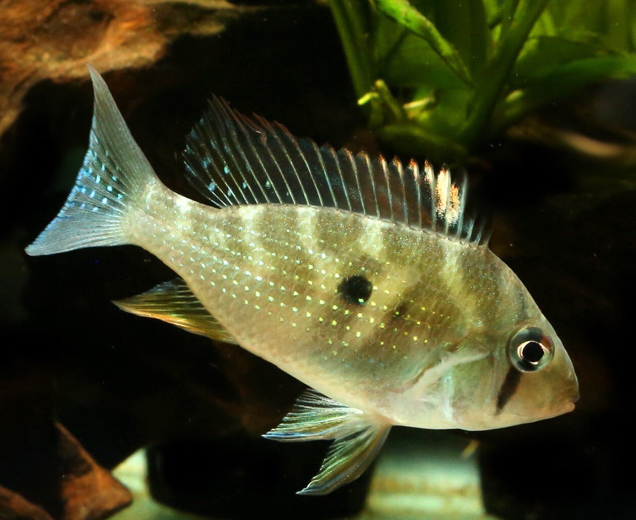 2 x ACARICHTHYS HECKELII 1.5" - THREADFIN GEOPHAGUS | eBay