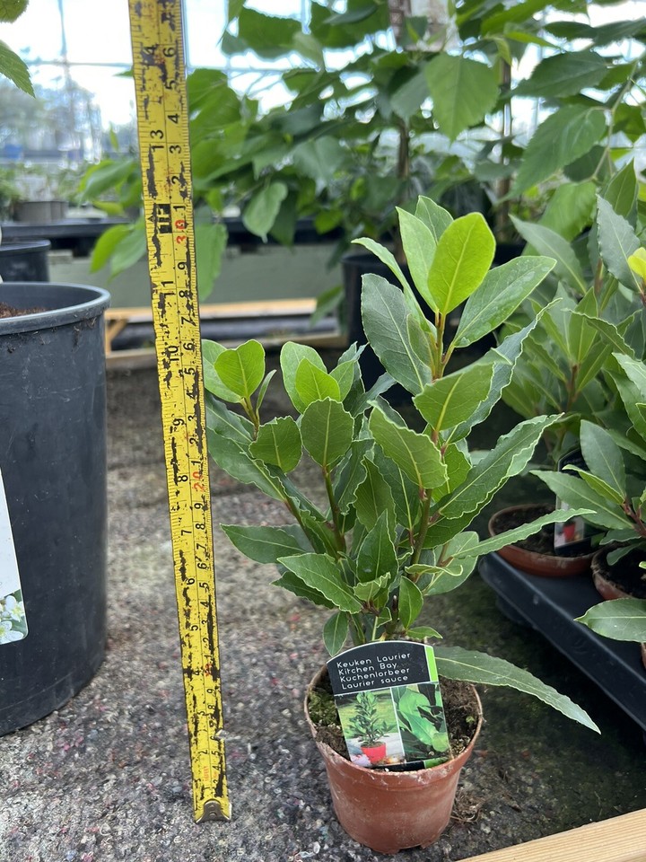 2 X LAURUS 'NOBILIS' EVERGREEN AROMATIC SHRUB BAY LAUREL TREE HARDY ...