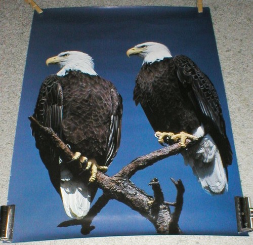 Bald Eagles Art Poster Print with Article on Back - 16" x 22" | eBay