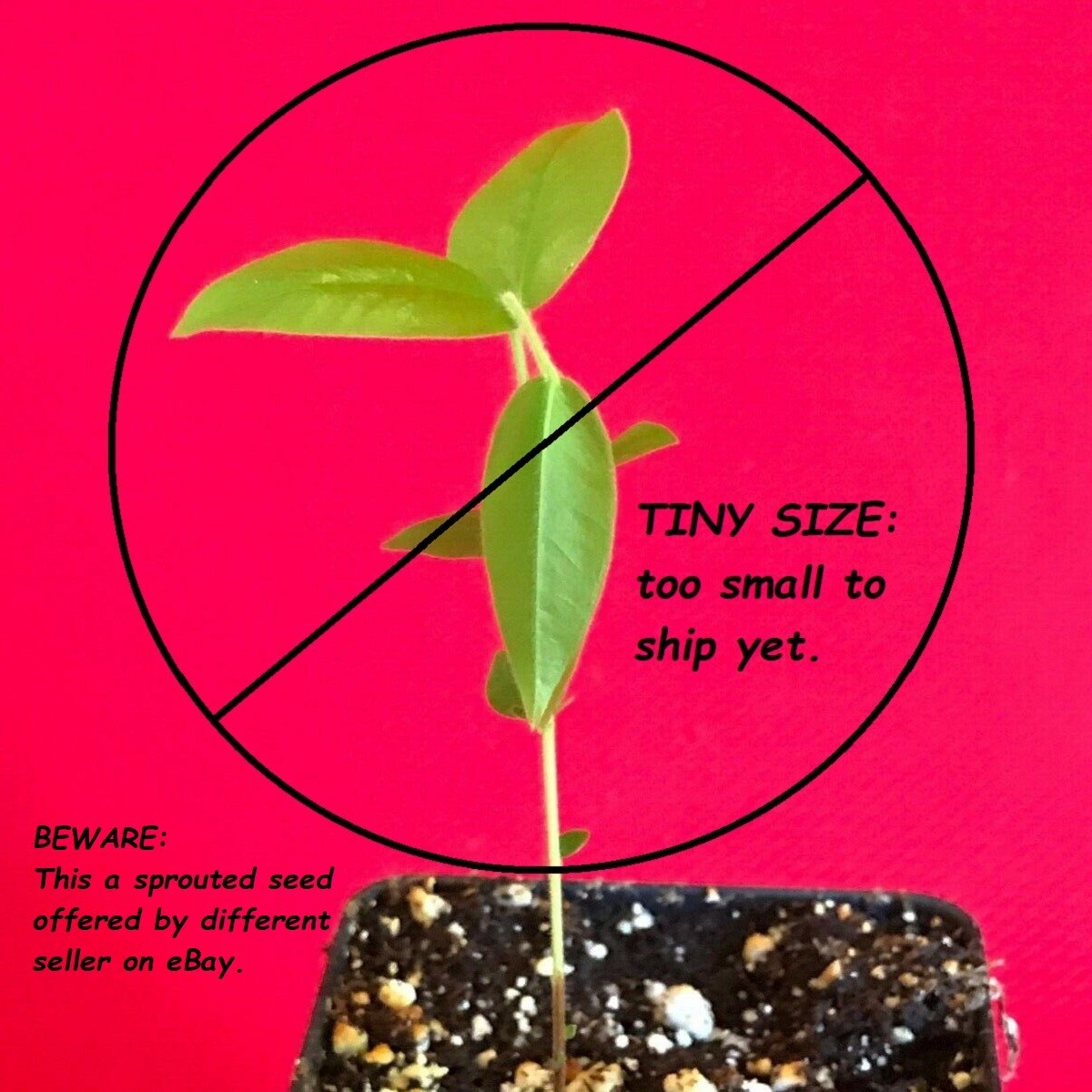 ~RED Hybrid Jaboticaba~ Plinia Pitrantha Dwarf Grape Fruit Tree 2 yrs ...