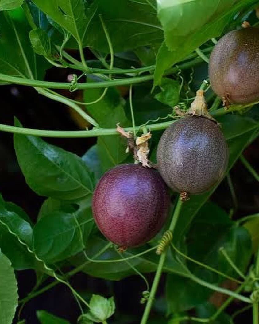 Passionfruit Panama Dark Purple& Yellow Gold 50 seed Pack | eBay Australia