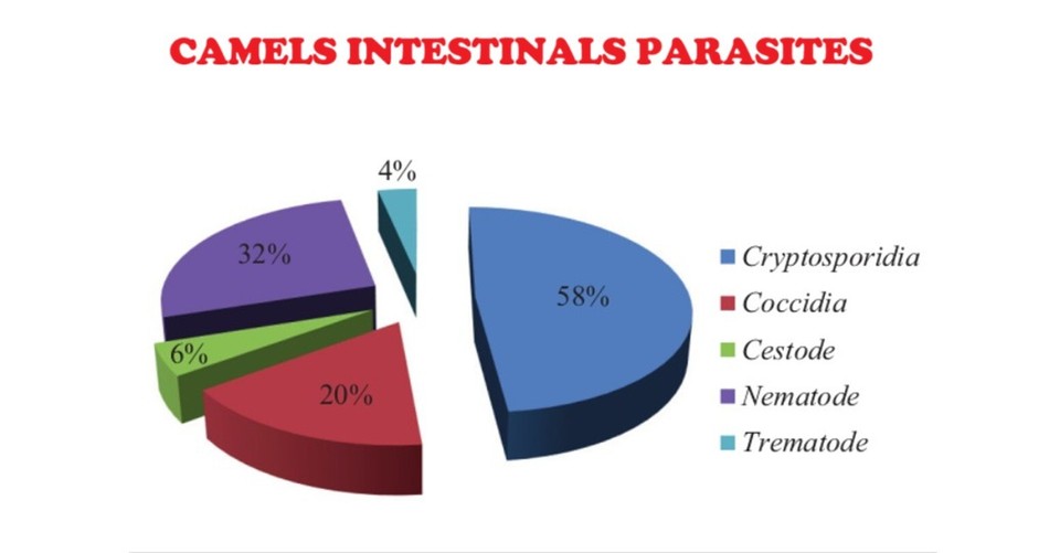 Alpaca, Vicuña, Llama CAMELS Anti-parasites & Worms - DEWORMER - Made ...