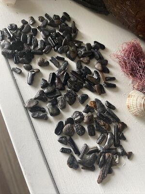 Fossil Stingray Teeth, Plates And Sharks Teeth | eBay