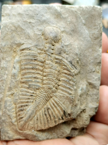 440 Million Year Old Silurian invertebrate coronocephalus Trilobite ...