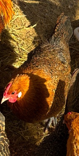 Golden Deathlayer Hatching Eggs (10++) Purebred next day air | eBay