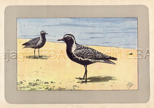 BIRD Pacific Golden Plover, Rare Antique 100-Year-Old French Bird Print ...