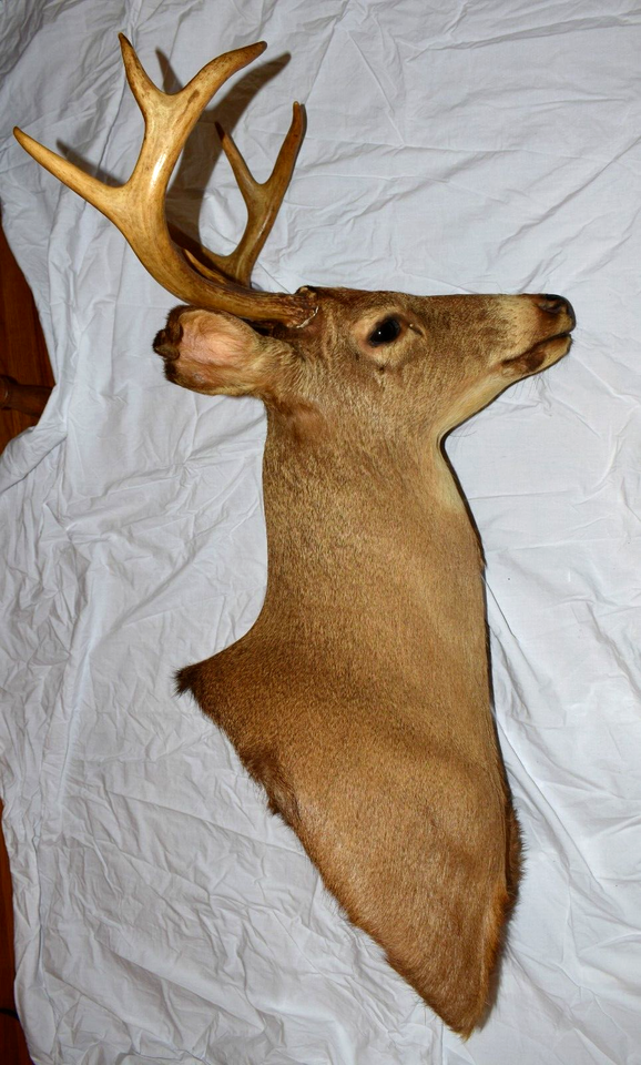 8-Point Whitetail Deer Real Wild Fighting Stag in Rut Shoulder Mount | eBay