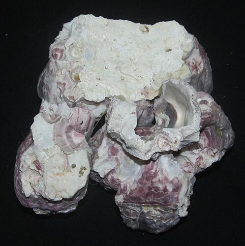 W 170 x H 120 mm Purple Barnacle Cluster MEGABALANUS TINTINNABULUM ...