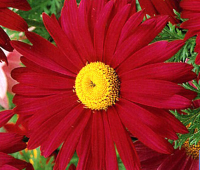 PYRETHRUM RED Chrysanthemum Coccineum - 1,000 Bulk Seeds | eBay