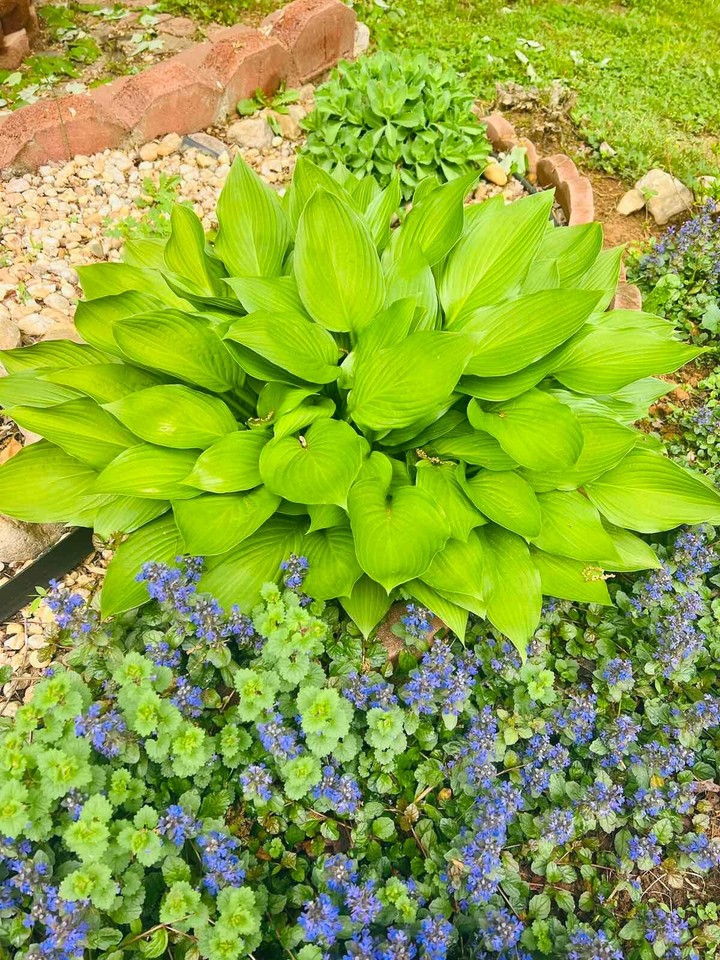 Bugleweed Ajuga Reptans Burgundy Perennial Ground Cover 21 Live Plants ...