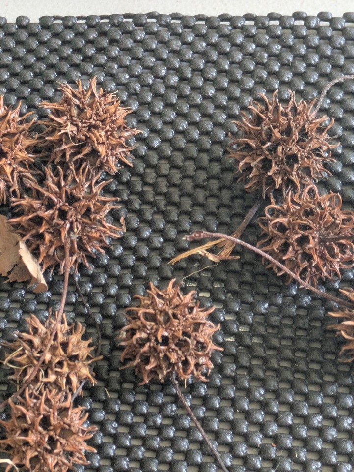 100 Sweet Gum Tree Spike Balls | eBay