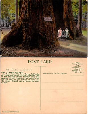 Three Sisters Trees in Santa Cruz Big Tree Grove California CA Postcard ...