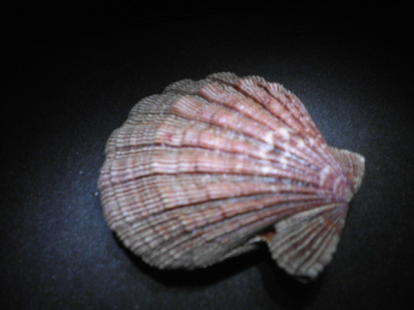 VERY RARE & HUGE / BIG XL PECTINIDAE >NODIPECTEN NODOSUS/ BAHIA ...