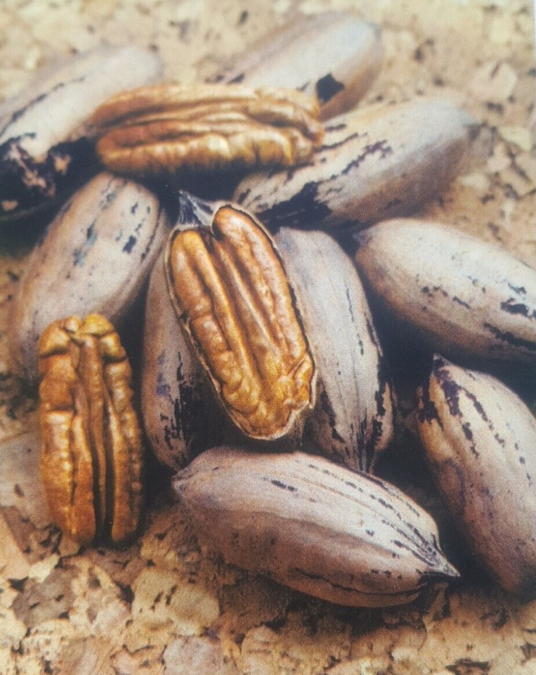 MAHAN PAPER SHELL PECAN TREE Shade Nut Trees Live Plant Pecans Nuts ...