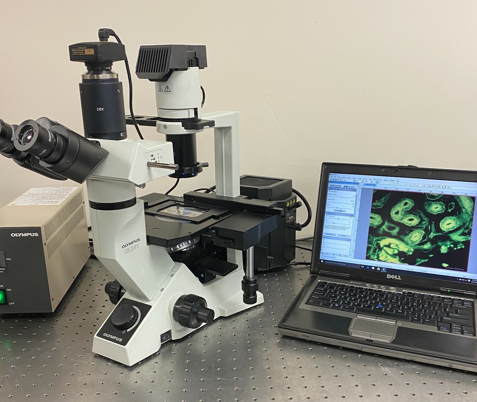 Olympus CKX41 Fluorescence Phase Contrast Inverted Microscope 5MP ...