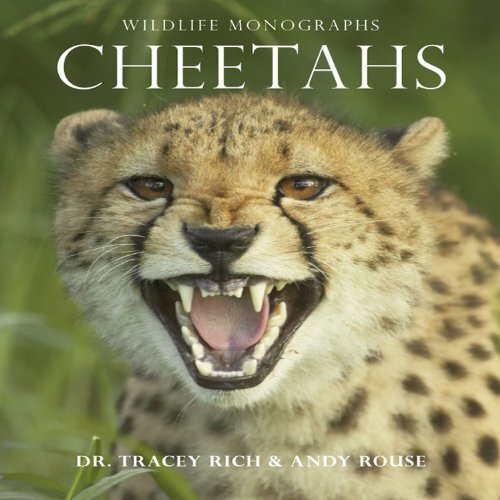 Cheetahs (Wildlife Monographs) By Tracey Rich, Andy Rouse 9781901268096 ...