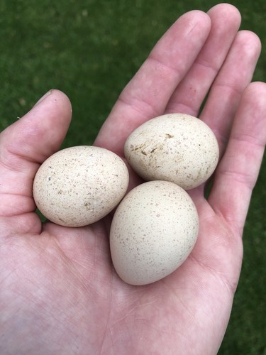 Six Chukar Partridge Hatching Eggs! Shipping 7/19 | eBay