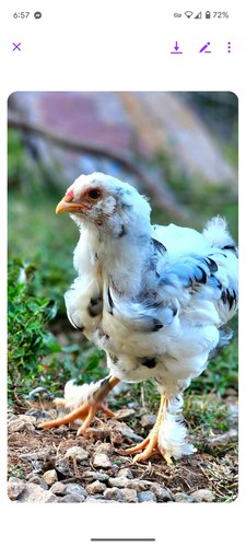 6 Ermine Americauna /Easter Egger/Olive Egger Hatching Eggs NPIP AI Clean | eBay