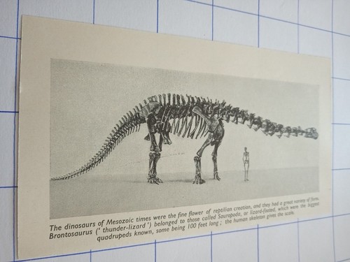 Dinosaur mesozoic times brontosaurus skeleton thunder lizard quadruped ...