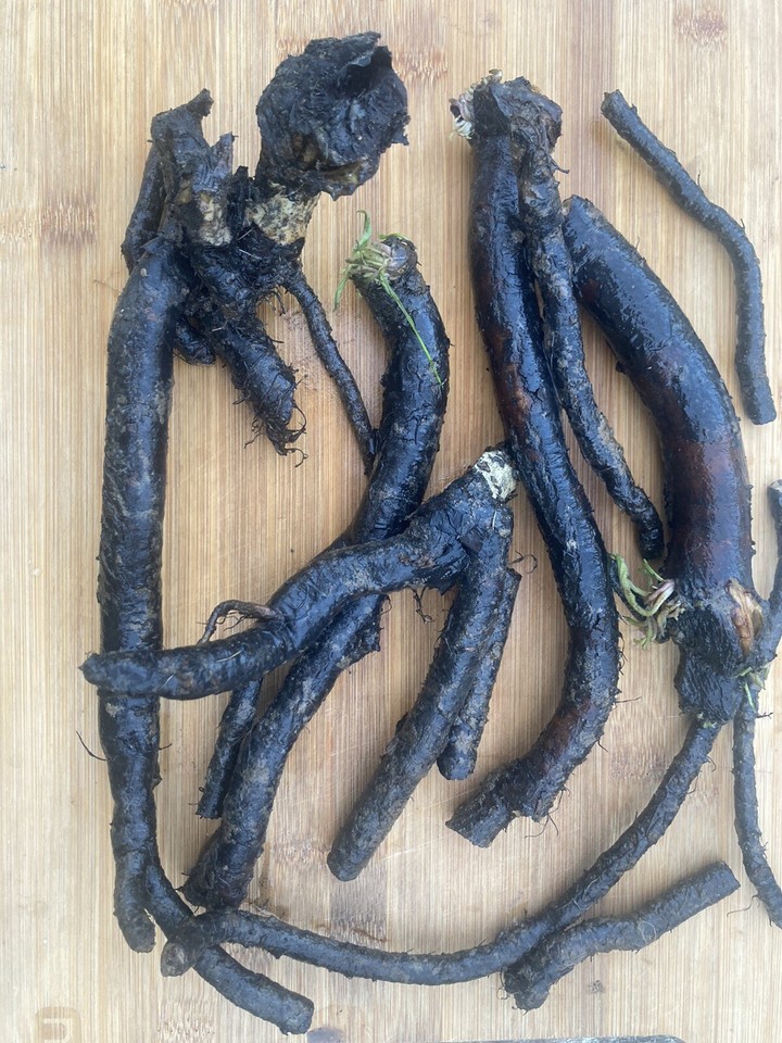 Comfrey Root cuttings X 8 ( Bocking 14) Organic | eBay