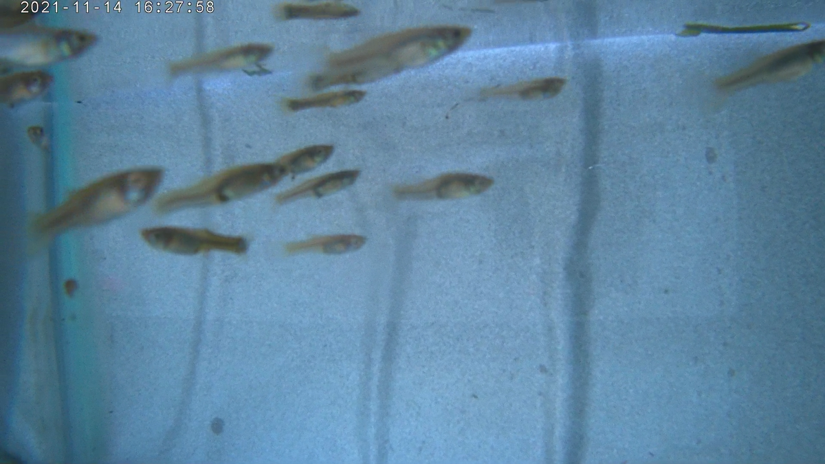 Baby Guppy Fry Guppy Babys Nach 3 Wochen (1.Wurf) | Mein Aquarium #18