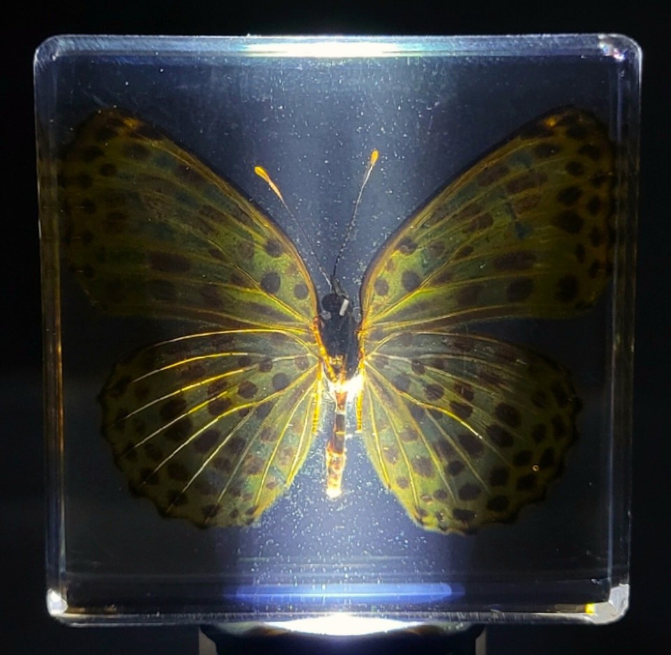 48mm Real Spotted Leopard Butterfly in Clear Lucite Preserved Timelaea ...