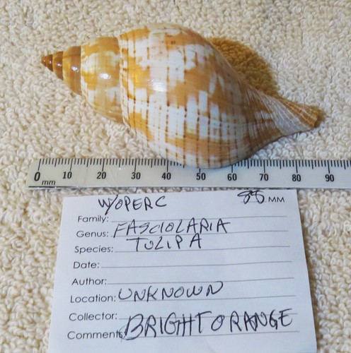 True Tulip Fasciolaria tulipa Specimen Shell 88mm BRIGHT ORANGE W ...