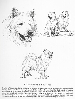 Samoyed Sketch - CUSTOM MATTED - 1963 Vintage Dog Art Print | eBay