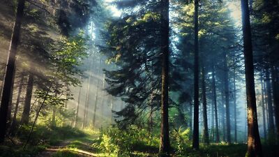 Landscape forest trees sun rays nature outdoors plants Custom Gaming ...
