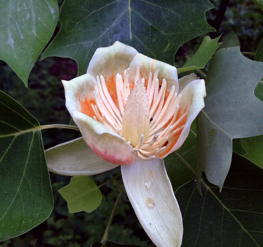 White Poplar Tree Flowers White Poplar | NVBT