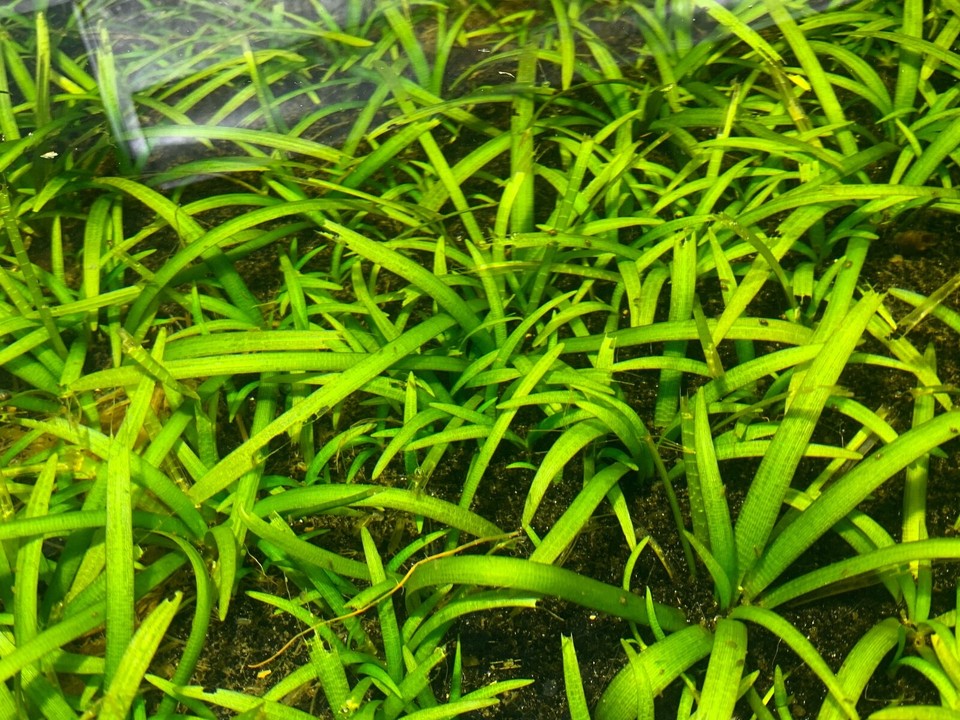 BUY 2 GET 1 FREE Dwarf Sagittaria Subulata Dwarf Sag Easy Live Aquarium ...