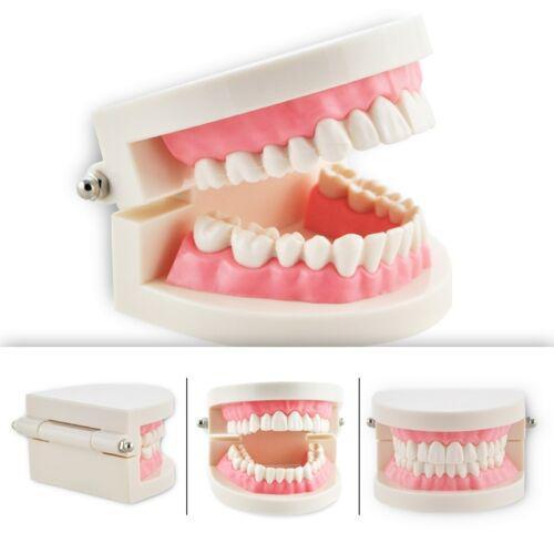 Teeth Model with Pink Gums - Ideal for Dental Study and Teaching Great ...