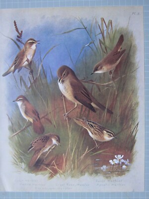 BEAUTIFUL THORNBURN BIRD PRINT ~ SAVIS WARBLER AQUATIC GREAT REED ...