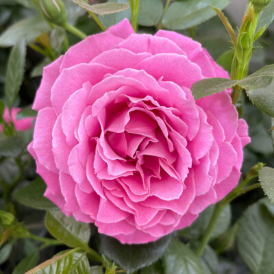 Garden Rose Gemma's Rose, Purple Pink Blooms, Harkness Roses, 1 x 4L ...