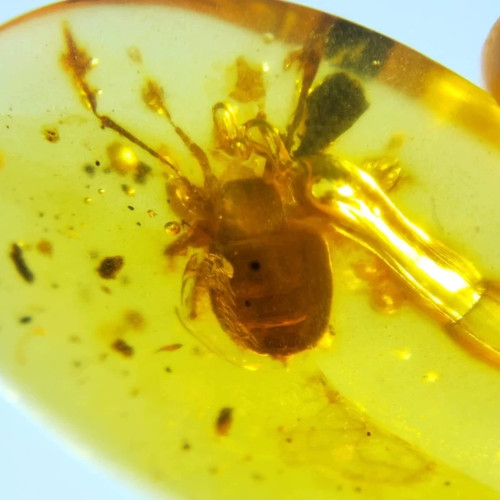 Burma's natural amber insect amber from the Cretaceous period Moth ...