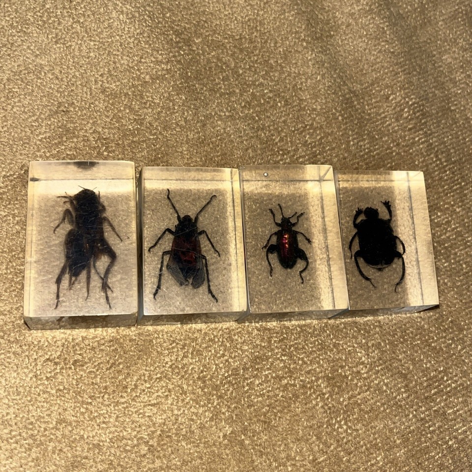 Bugs in Acrylic Block Resin Educational Insects Taxidermy Curiosity Big ...