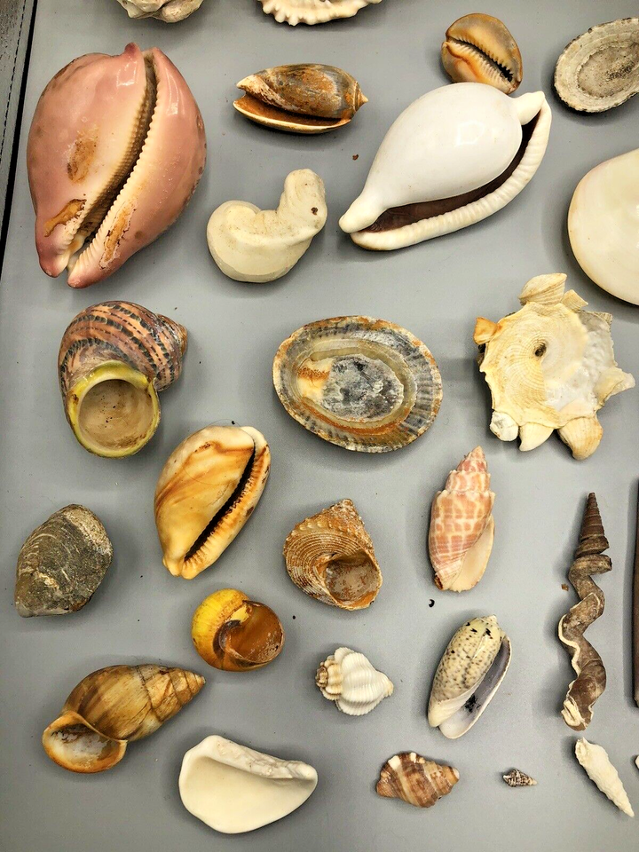 Ocean Sea Shell Lot Medium & Small Volute Spider Speckled Conch ...