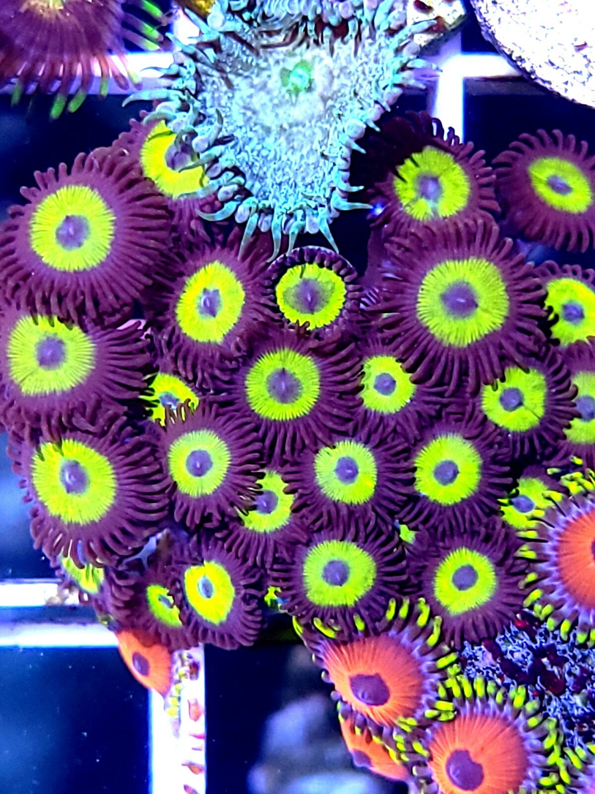 WOLVERINE ZOAS LIVE CORALS ZOANTHIDS ZOA PALY BOUNCE YUMA CORAL 3 ...