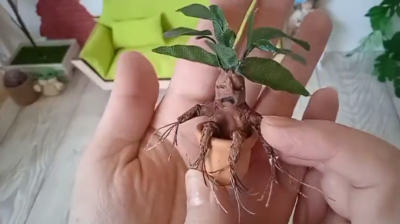Real Mandrake