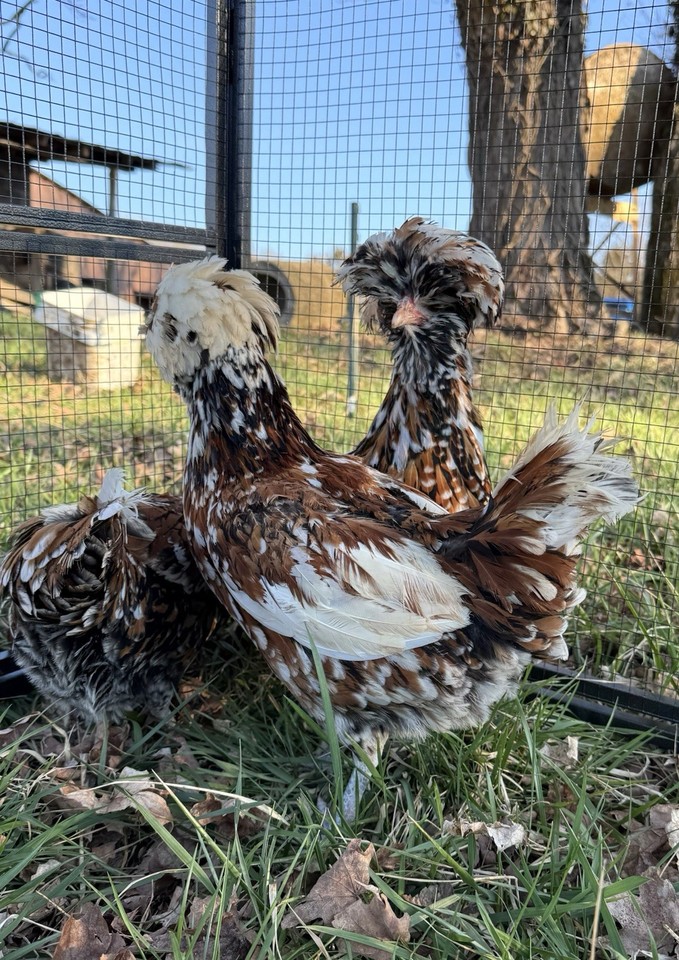 Tolbunt Polish Hatching Eggs- 6 Count | eBay