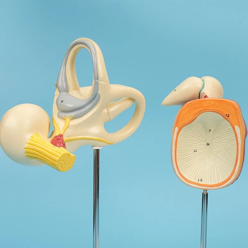 Auditory Ossicles Model
