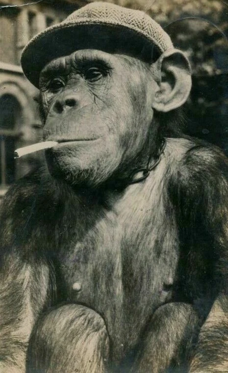 Vintage Circus Monkey