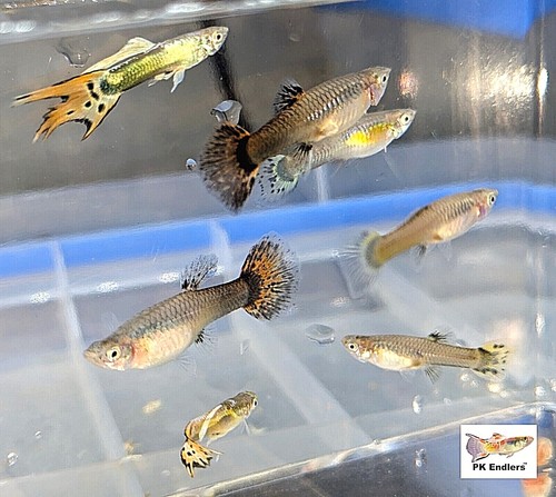 SPECIAL PRICE!!! - PK Endlers DUSKY TUX ENDLERS COLONY (4 PAIRS, MF) | eBay