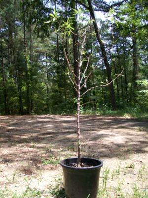 4' Live Nonpareil Almond Nut Tree 5 Gal. Trees Plants Nuts Ship to all ...